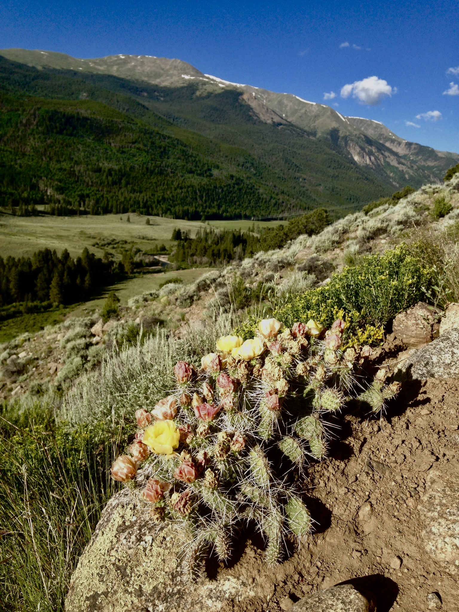 colorado trail cactus